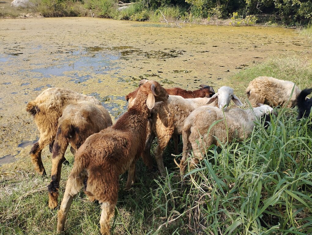 Buy Sheep Online – Quality Sheep for Farming, Breeding & Wool Production