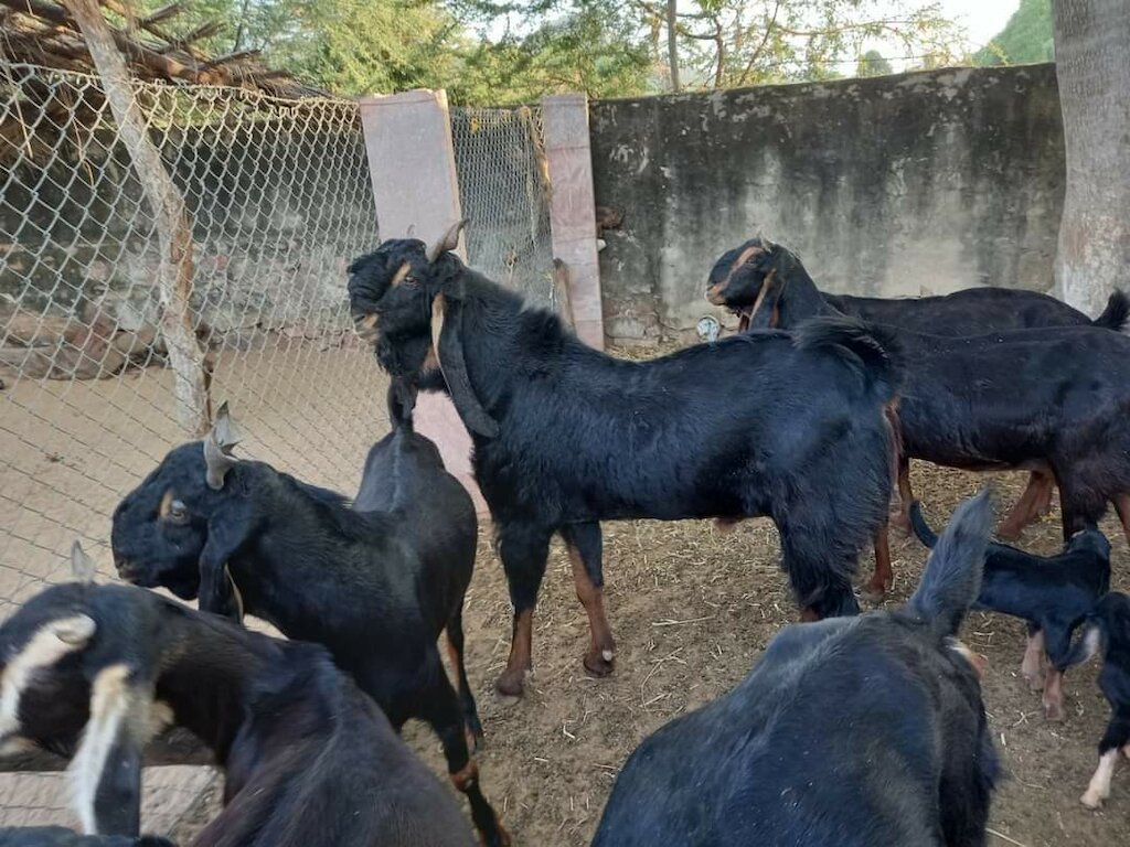 Buy Goat Online – Healthy Goats for Breeding, Dairy & Farming at ...