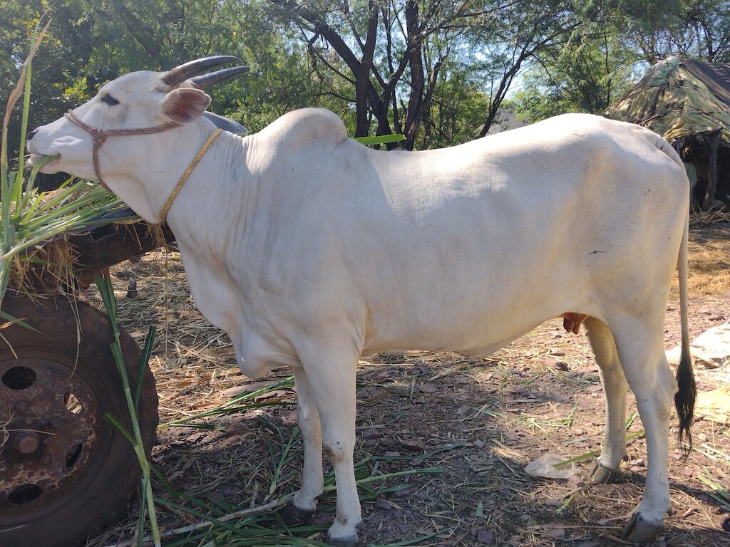 Buy Healthy Cows Online – Gir, HF, Sahiwal, Rathi & More at Pashushala.com