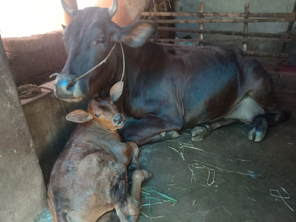 Buy Healthy Cows Online – Gir, HF, Sahiwal, Rathi & More at Pashushala.com