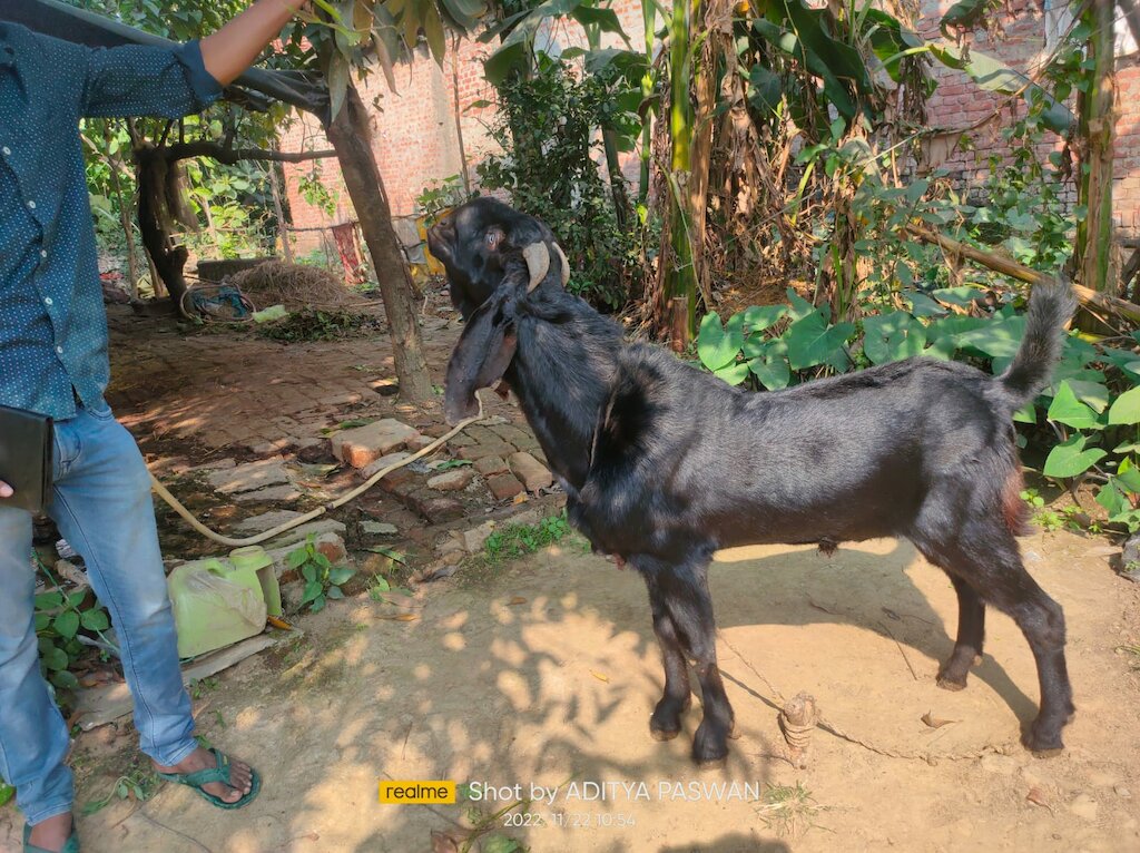Malabari Goats In Kerala