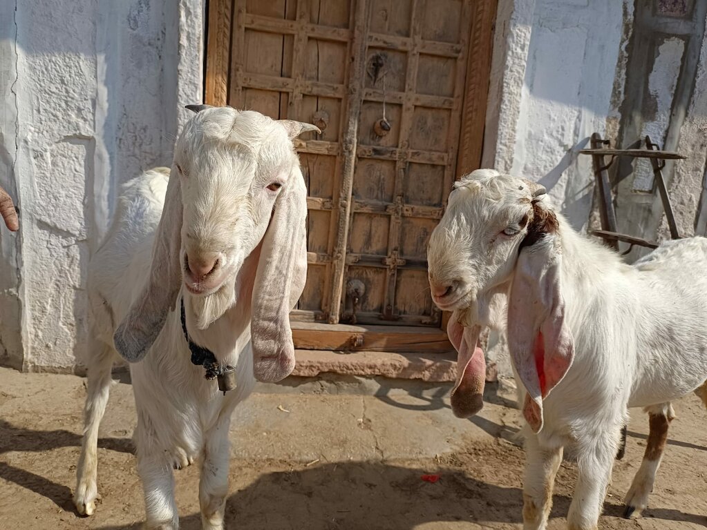 Buy Goat Online – Healthy Goats for Breeding, Dairy & Farming at ...